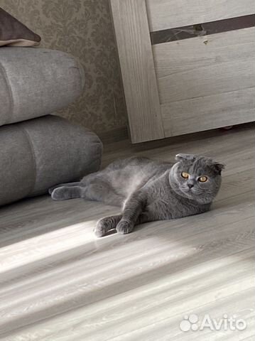 Скотиш фолд мальчик
