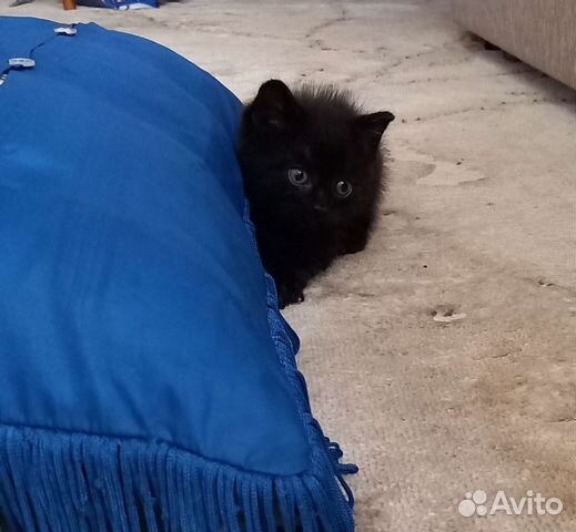 Кошка в дар бесплатно