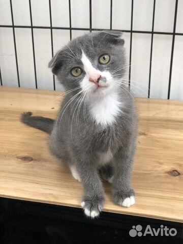 Котенок ищет дом