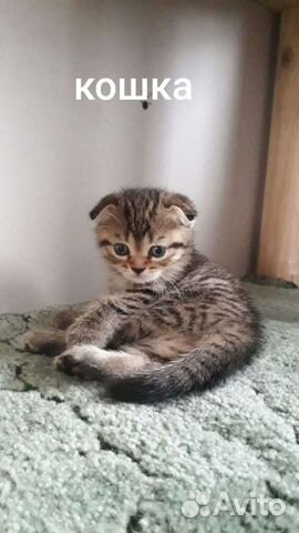 Шотландские вислоухие котята