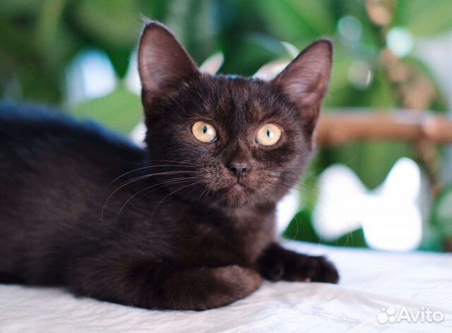 Милаха пантерочка в добрые руки. Привезу