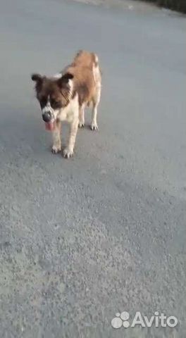 Собака