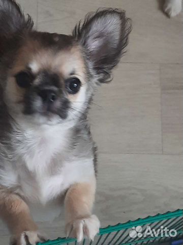 Мальчик рыжего окраса