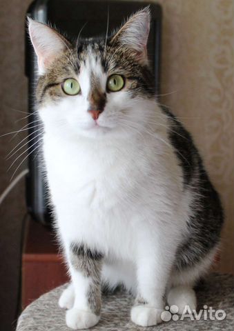 Кошка в дар бесплатно