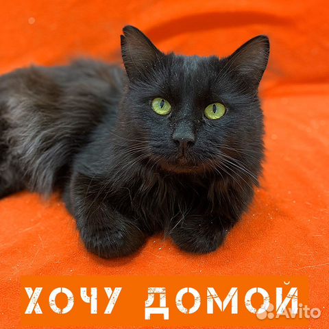 Кот в добрые руки