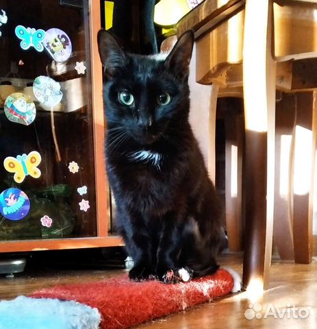 Отдам кота 11 месяцев в добрые руки
