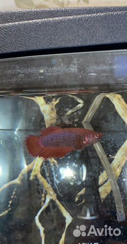 Отдам в добрые руки аквариумных рвбок и улитку