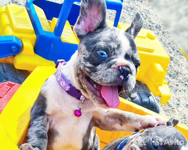 Французы Dog-дизайн merle