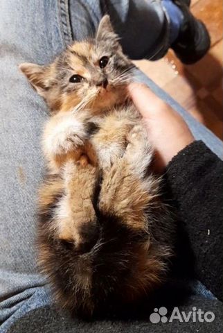 Котёнок Маша