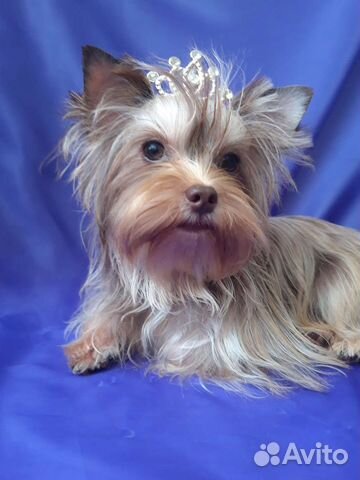 Неземная красотка