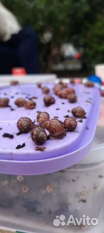 Улитки ахатины маленькие бесплатно