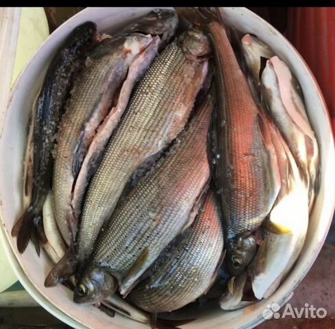 Рыба Хариус Ангарский