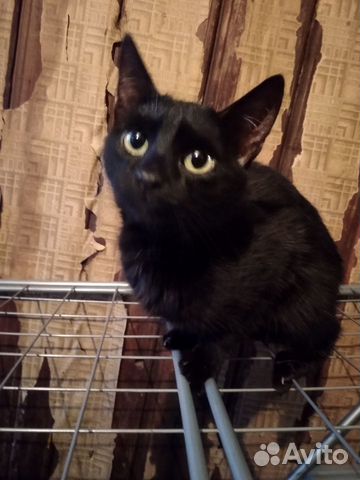 Спасите котенка