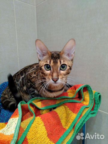 Бенгальская кошка 5 месяцев