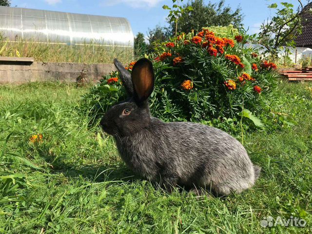 Кролики полтавское серебро племенные