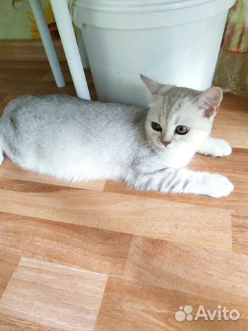 Шотландский котенок