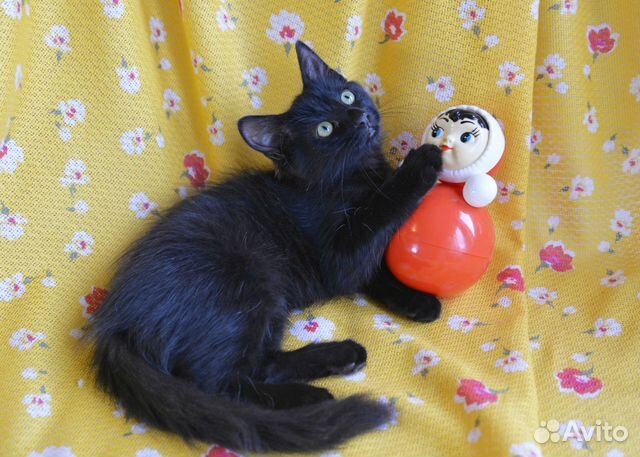 Котёнок в очень добрые руки