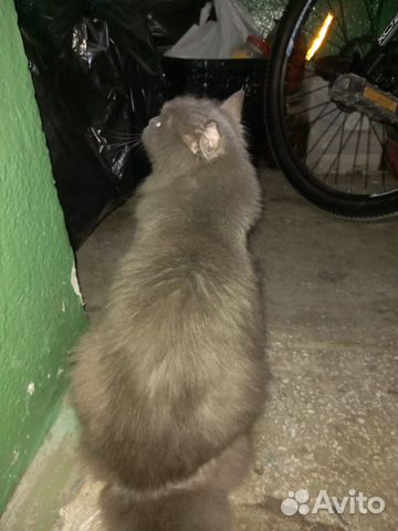 Ищем старых или новых хозяев