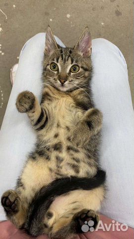Котенок мраморный