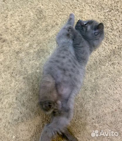 Котенок девочка 1 мес