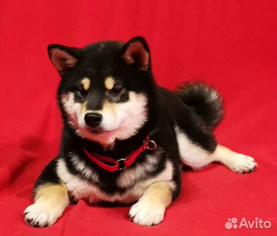 Гизма Бимо. Девочка Сиба ину. 6 мес