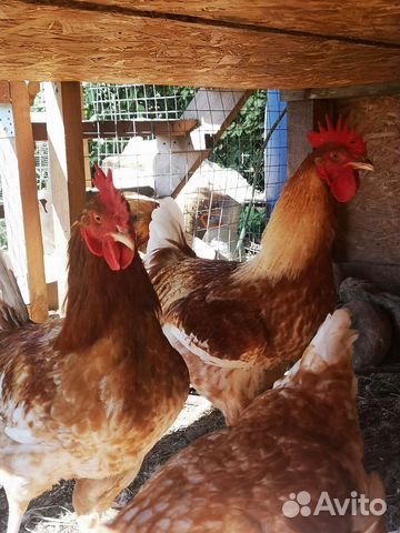Петух ред бро /фокси чик