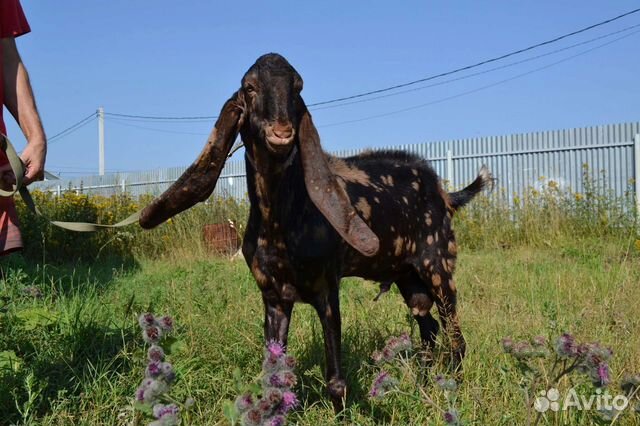 Козел камори 100 проц