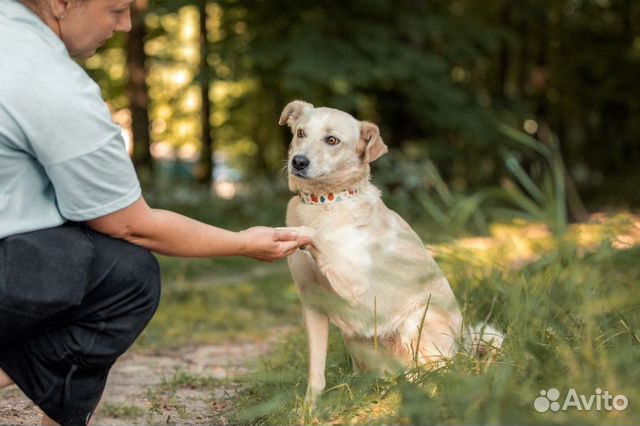 Собака ищет дом(мечтает)