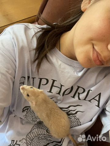 Крыса дамбо с клеткой