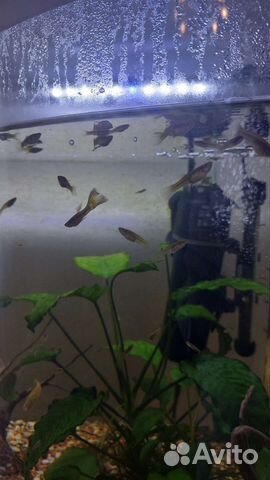 Гуппи эндера