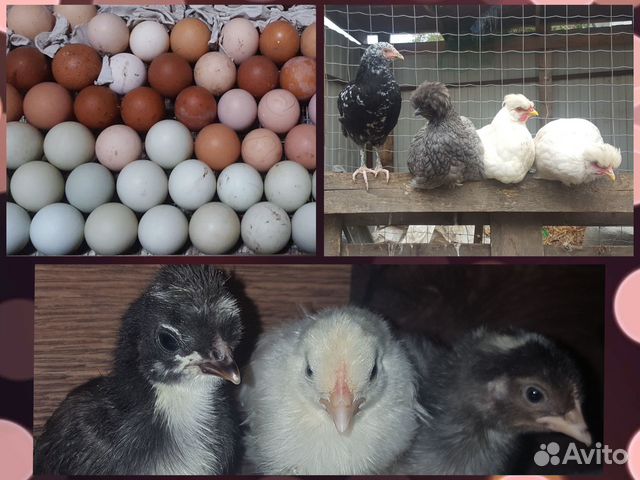 Цыплята 9 суток