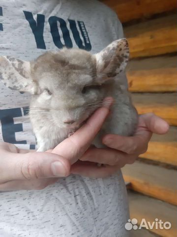 Декоративные кролики, шиншилла