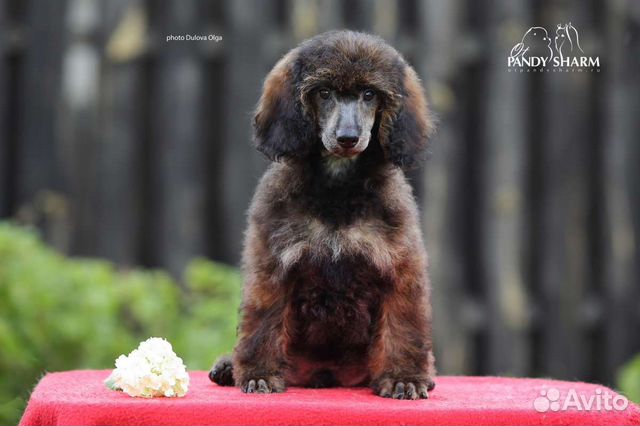 Пудель Ричик