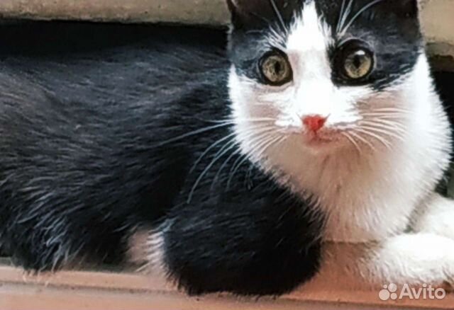 Кошечки