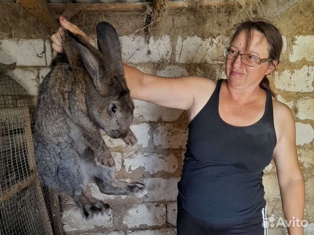 Кролики серый великан