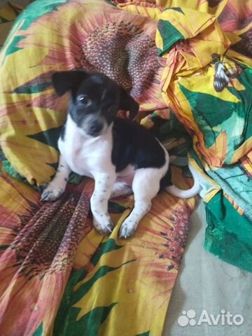 Отдам щенка в хорошие руки