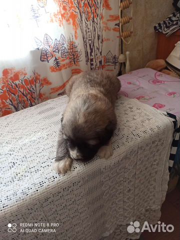 Щенок кавказец