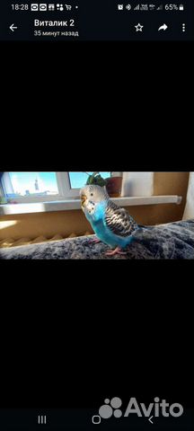 Волнистый попугай потеря и находка