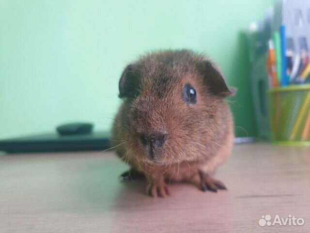 Морская свинка американский тедди