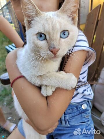 Котенок в добрые руки