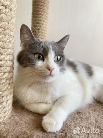 Кошки в добрые руки бесплатно