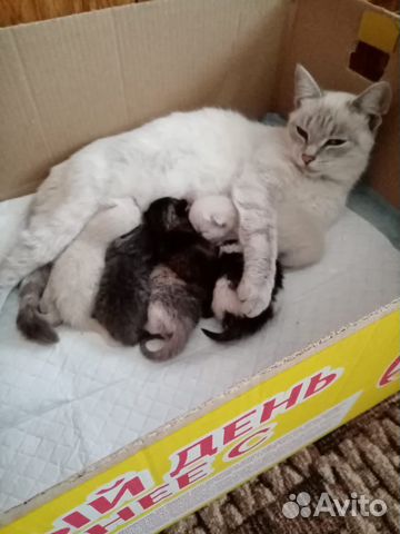 Котяточки в добрые руки