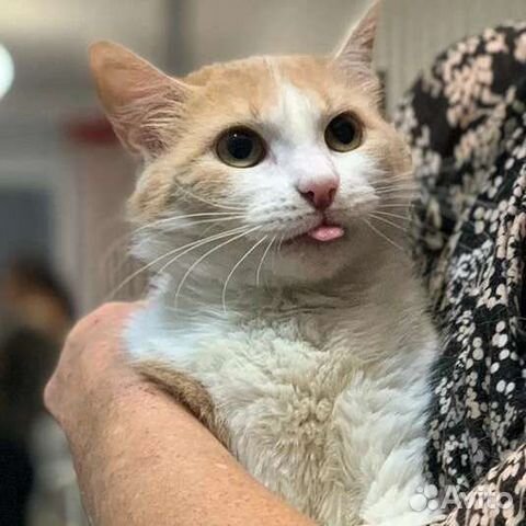 Зайку через день выпустят на улицу