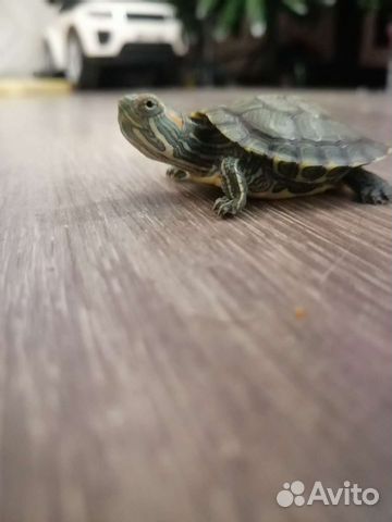 Аквариумная черепаха с аквариумом