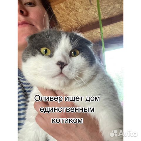Котик Оливер ищет дом
