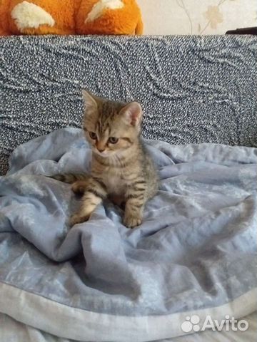 Шотландские котята