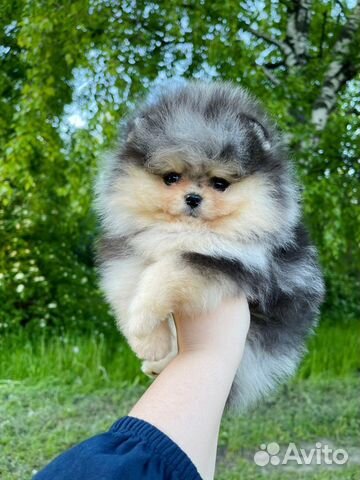Роскошная малышка Померанский шпиц