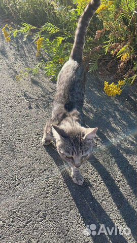 Котенок