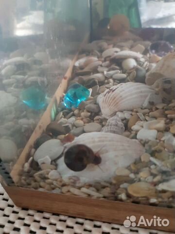 Улитки аквариумные отдам