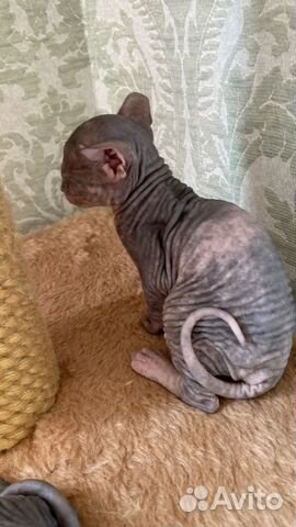 Донской сфинкс